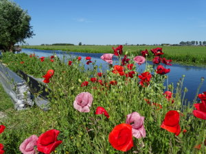 Theetuin De Winde | De Theetuin
